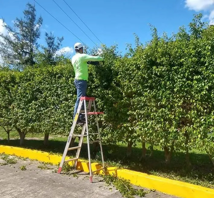 Podado de Arboles - Jardineria a Domicilio